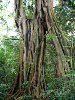 Madrugada Magic | Relax in the magical Bvumba Mountains in Zimbabwe